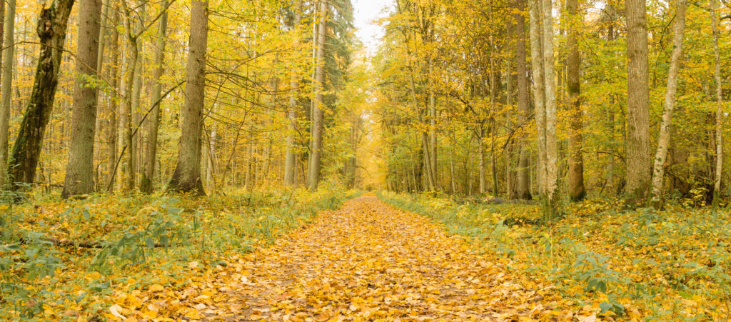 10 Reasons to visit Białowieża Forest – Tom Diserens